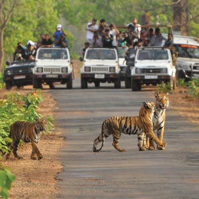 Jabalpur, Kanha and Bandhavgarh Tour Package | Jabalpur Tour Packages ...