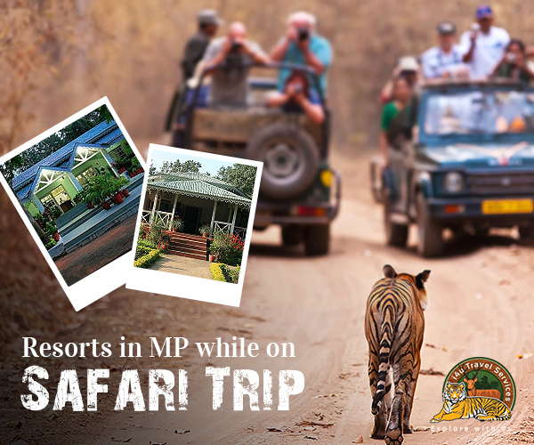 Know All About The Resorts In MP If You Are Planning A Safari Trip