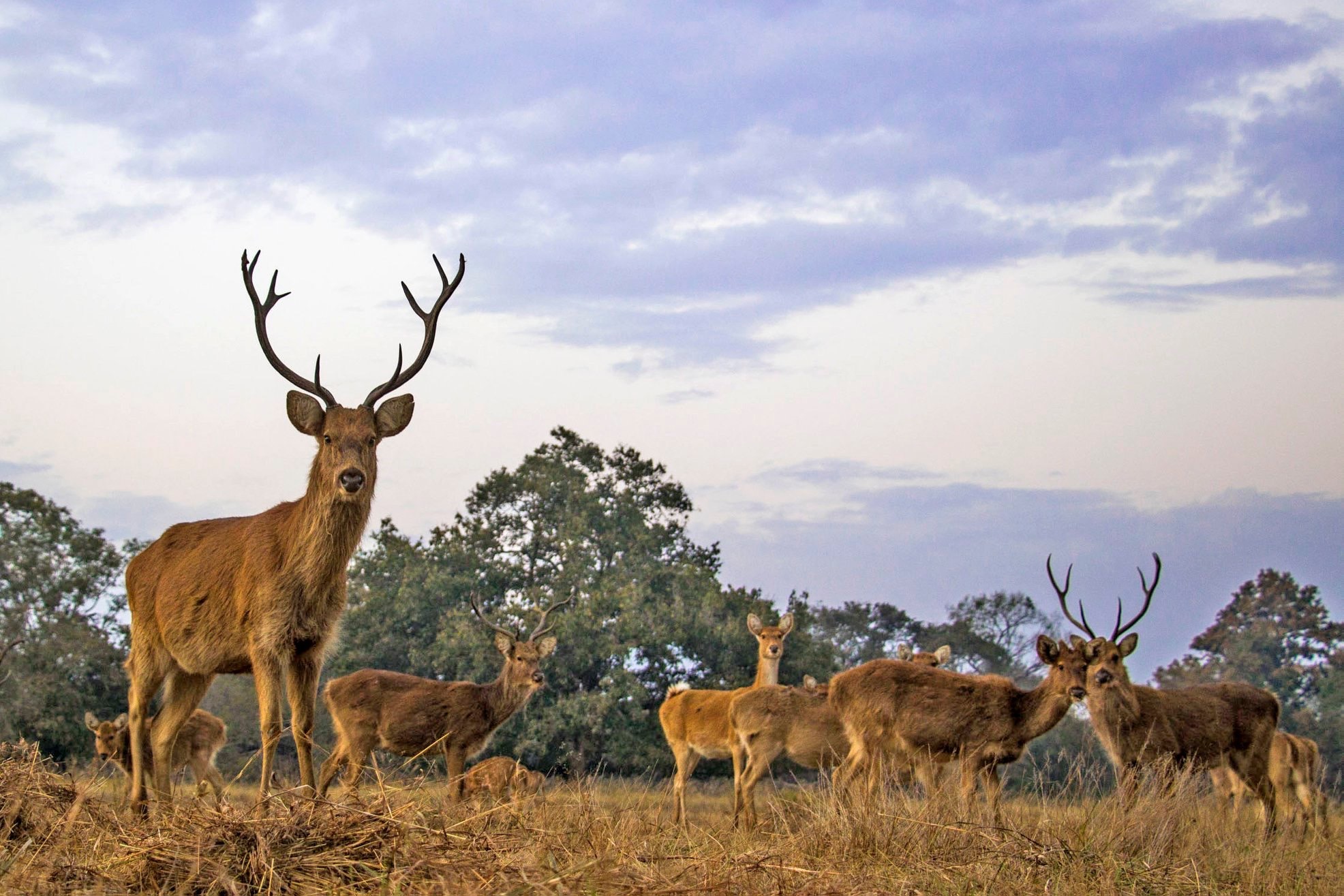 Wildlife of Kanha, Flora & Fauna of Kanha, Animals birds & reptiles ...