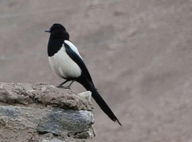 Animals, birds & reptiles found in Kanha National Park, Wildlife of ...