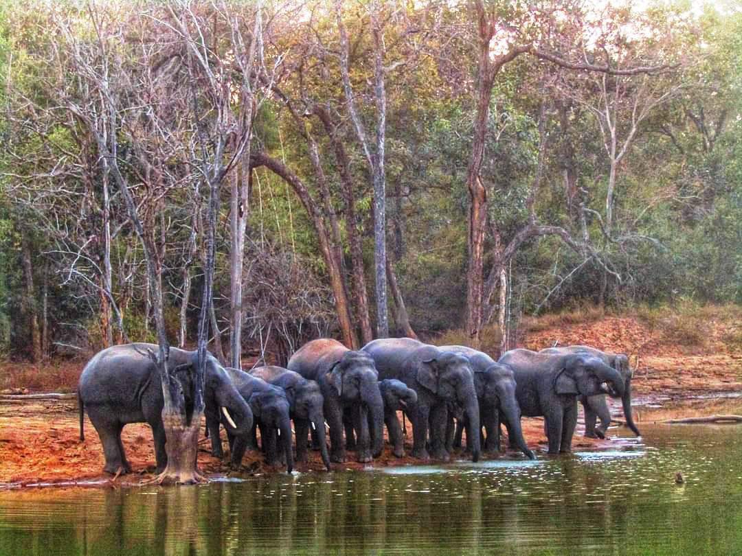 Bandhavgarh Wildlife Tour Packages & Itinerary from Ahmedabad